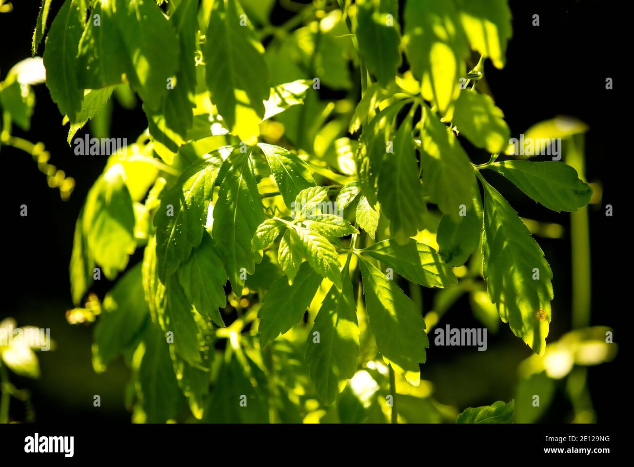 Longevity herb hi-res stock photography and images - Alamy