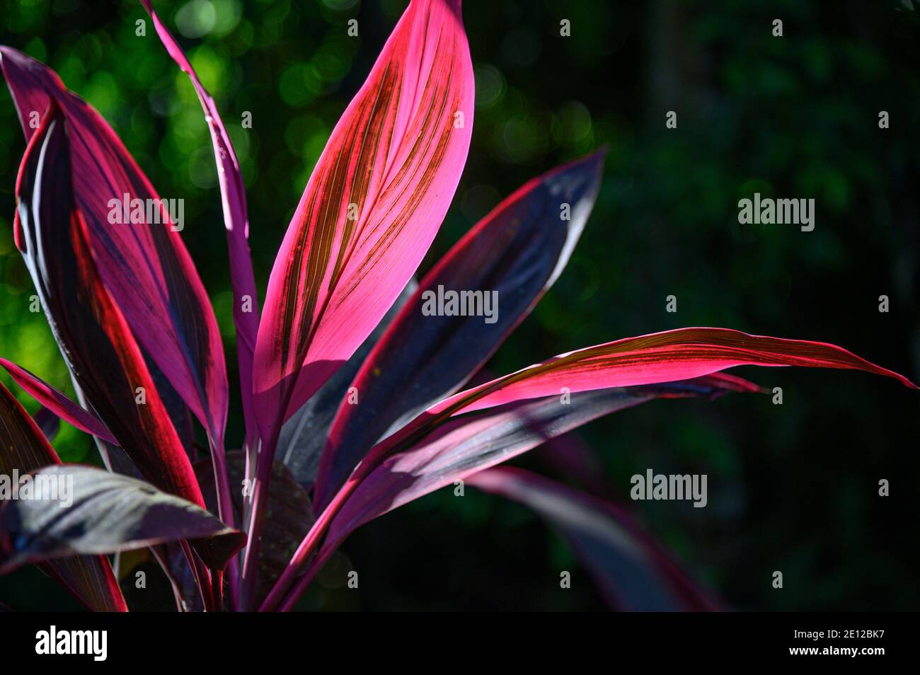 Good luck plant hi-res stock photography and images - Alamy
