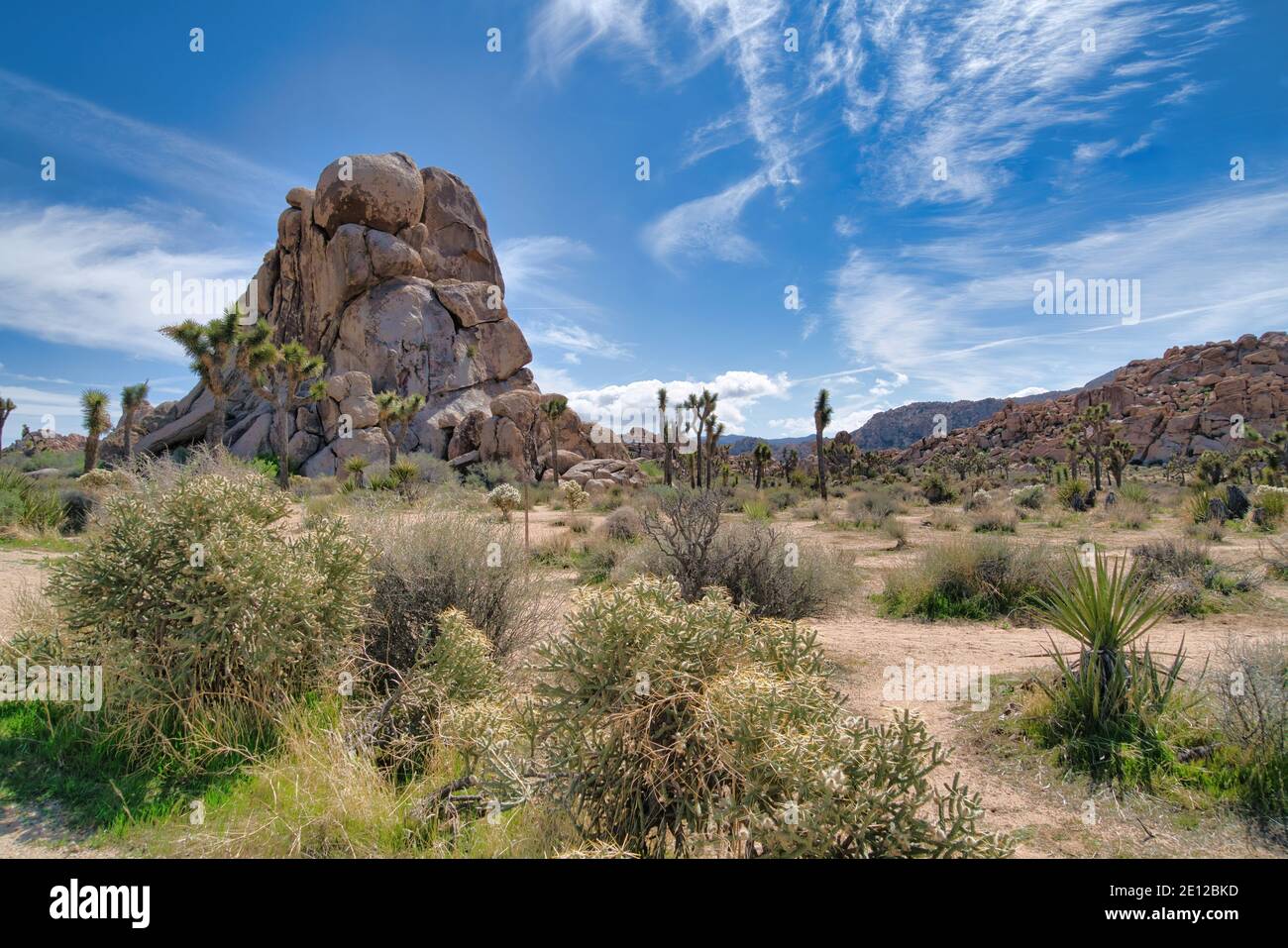 Joshua trees huge rock hi-res stock photography and images - Alamy
