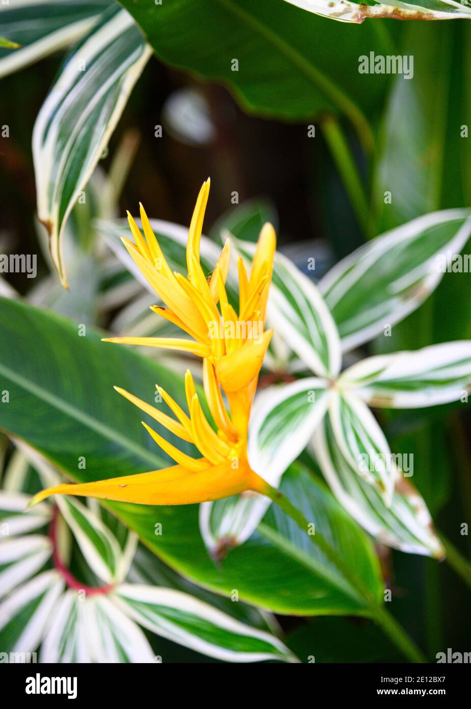 yellow bird of paradise Stock Photo - Alamy
