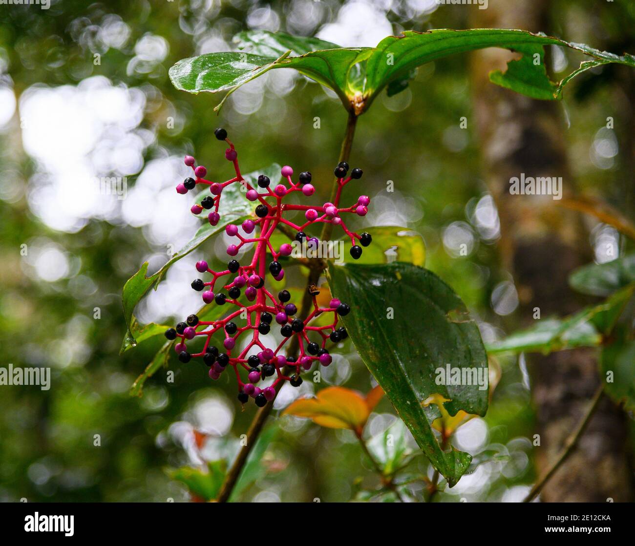 Medinilla medinilla magnifica flower hi-res stock photography and ...