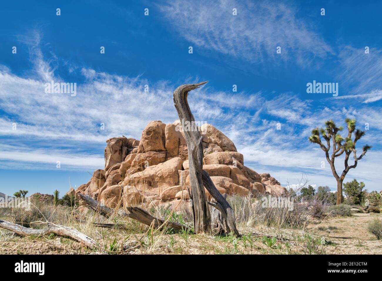 Dead joshua trees hi-res stock photography and images - Alamy