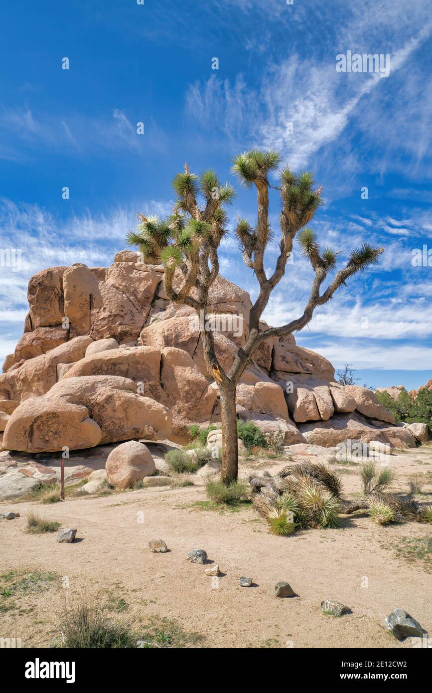 Yucca palms hi-res stock photography and images - Alamy