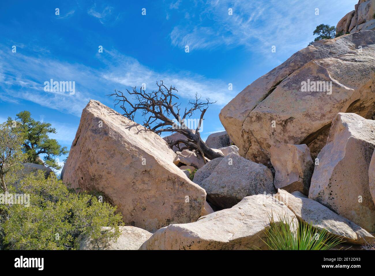 Huge rocks and desert trees at Joshua Tree National Park on a bright ...
