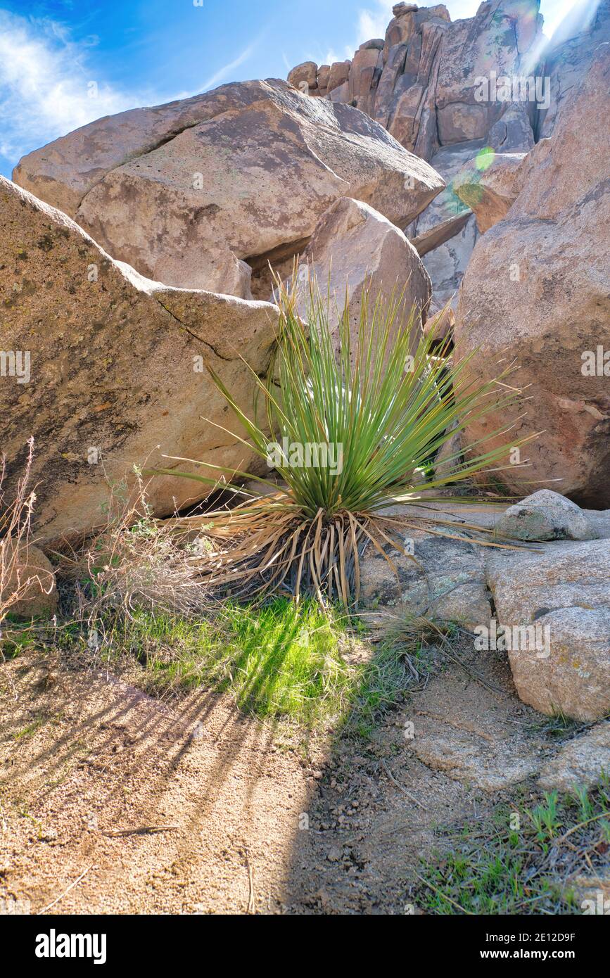 Green plants in the desert against rough rocks at Joshua Tree National ...