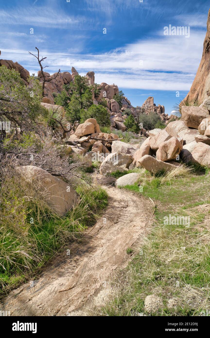 Hiking pathway at Joshua Tree National Park with huge rocks and desert ...