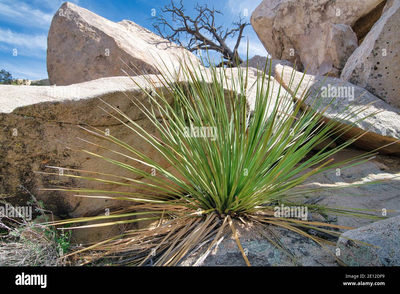 Desert plant with long green leaves against rocks at Joshua Tree ...