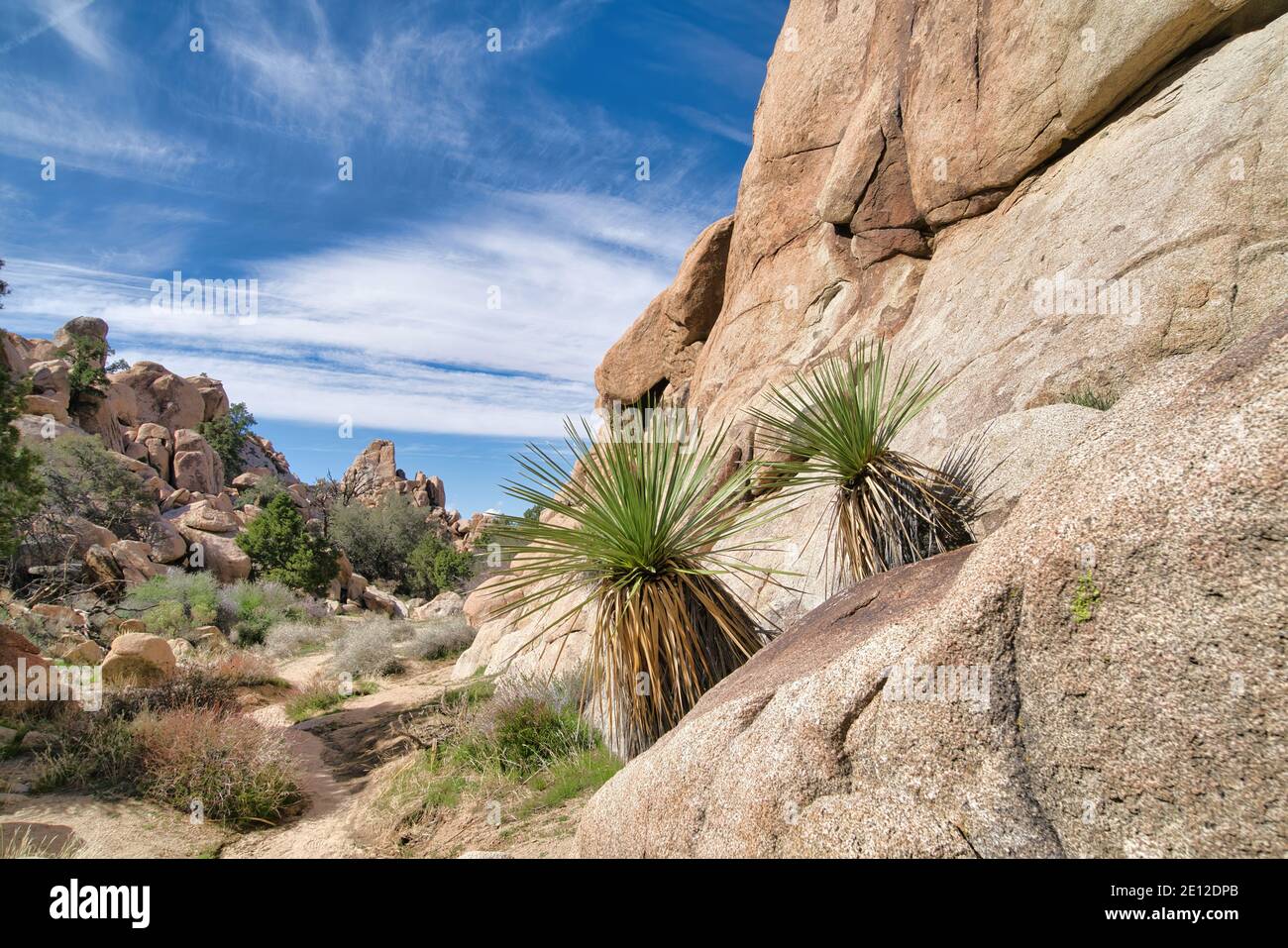 Plants trees and huge rocks in mojave desert at Joshua Tree National ...