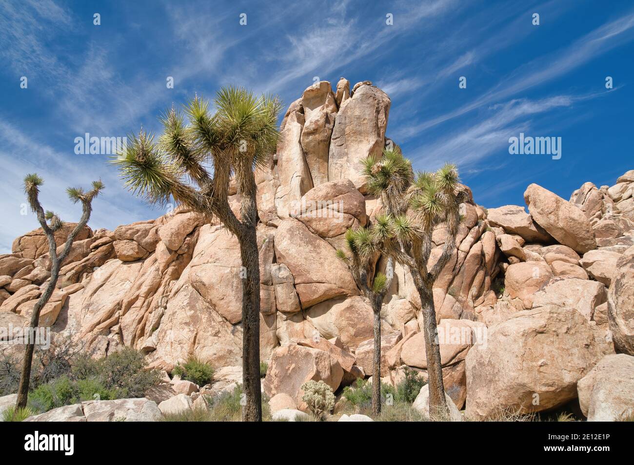 Yucca Palms High Resolution Stock Photography and Images - Alamy