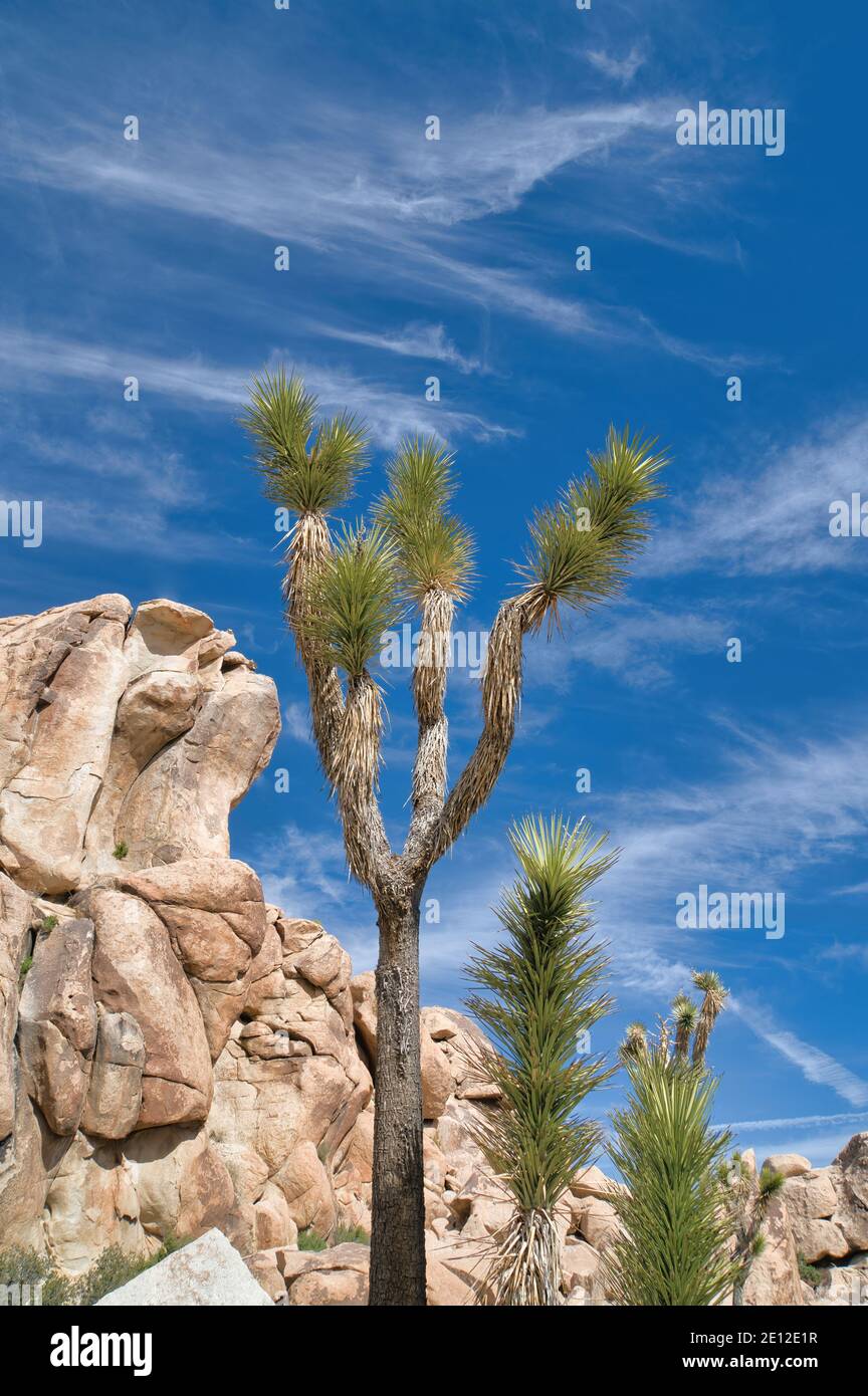 Yucca Palms High Resolution Stock Photography and Images - Alamy