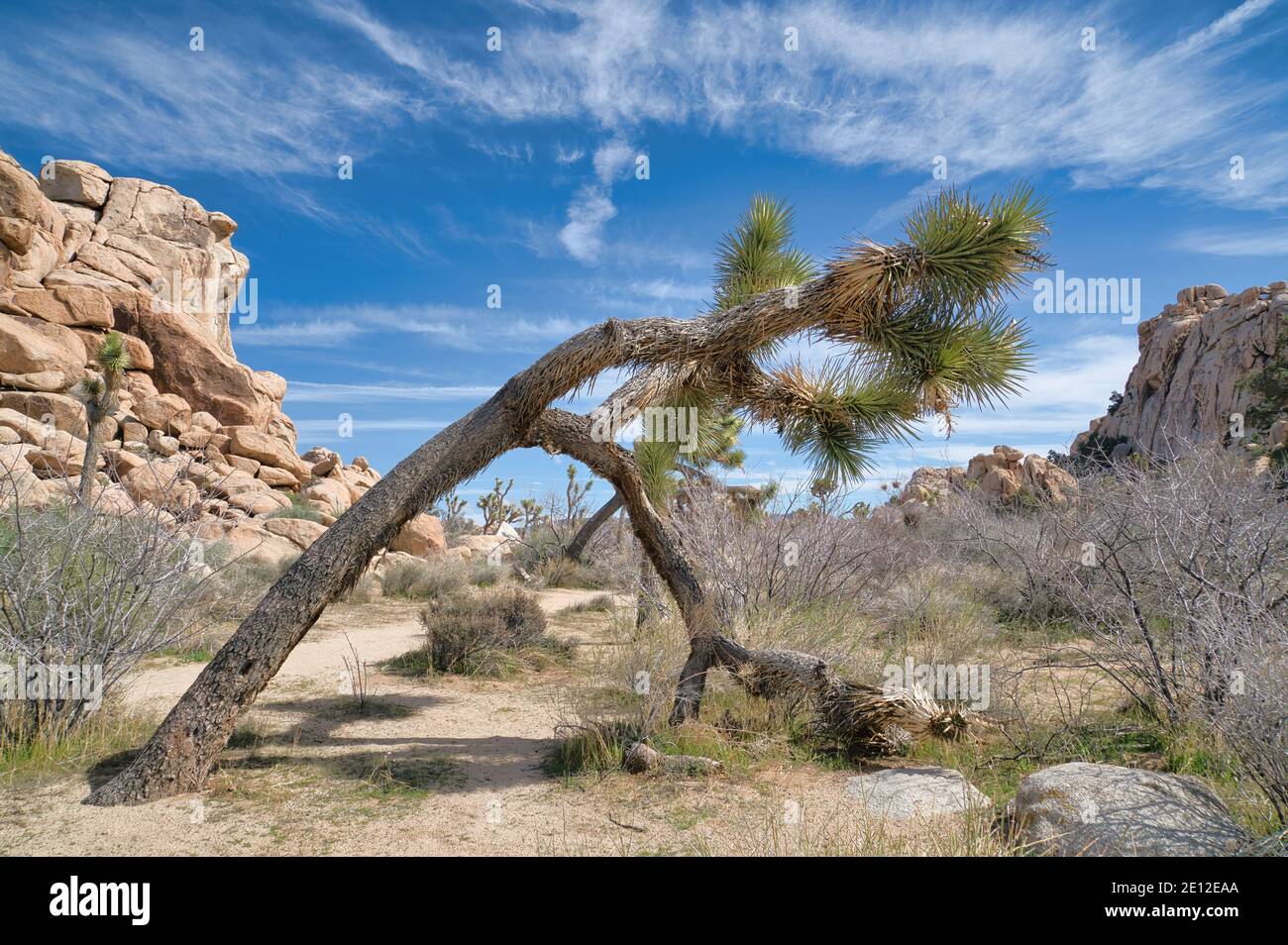Joshua tree dirt road yucca hi-res stock photography and images - Alamy