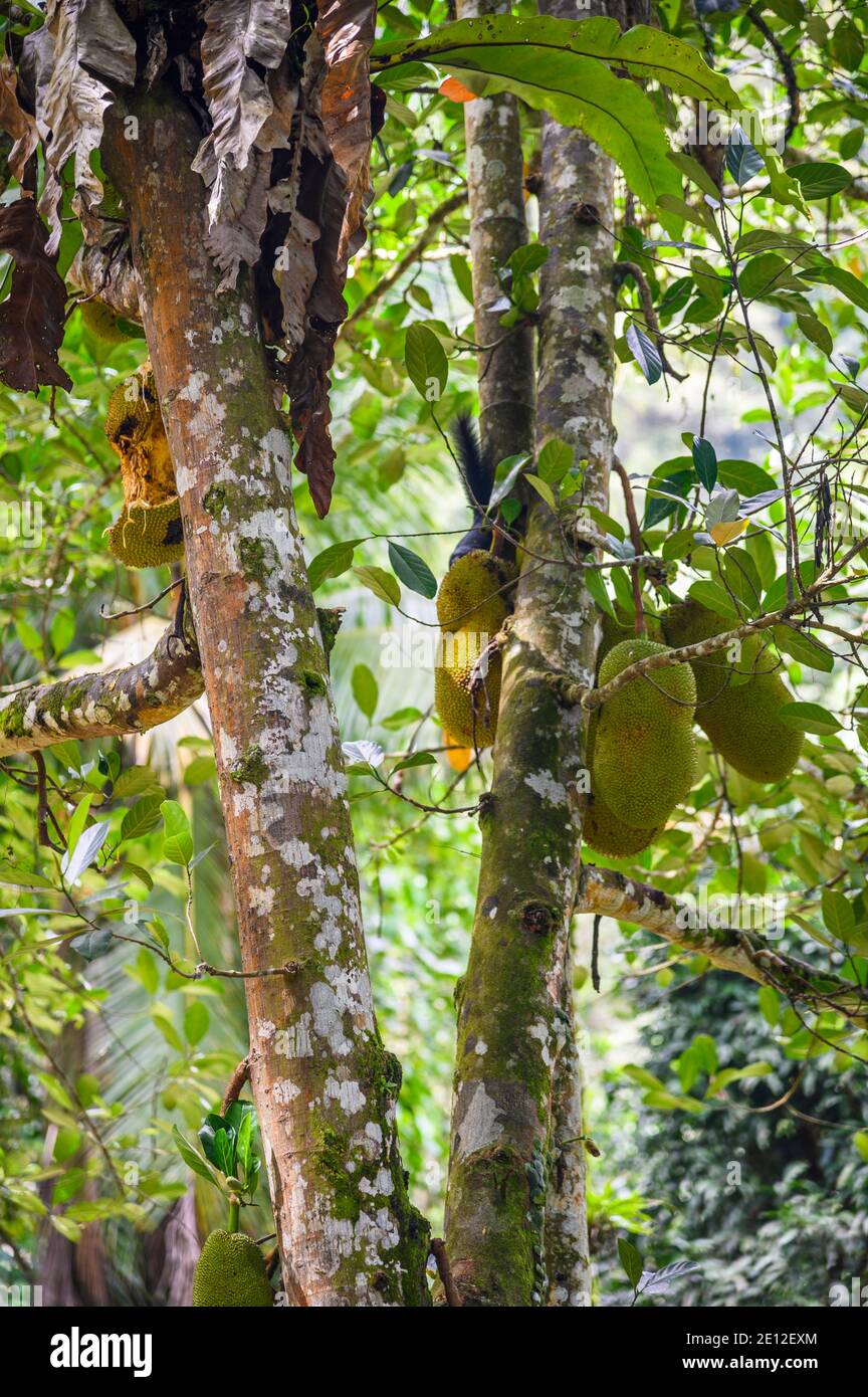 Jackfruit growing in a tree in a tropical rainforest Stock Photo - Alamy