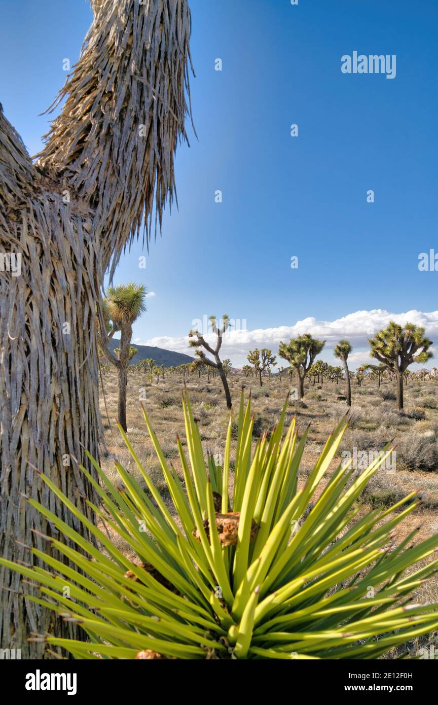 Open grassland in the desert at Joshua Tree National Park with Joshua ...