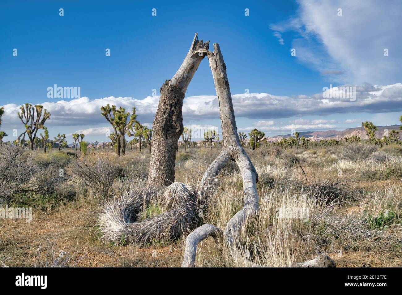 Yucca Palms High Resolution Stock Photography and Images - Alamy