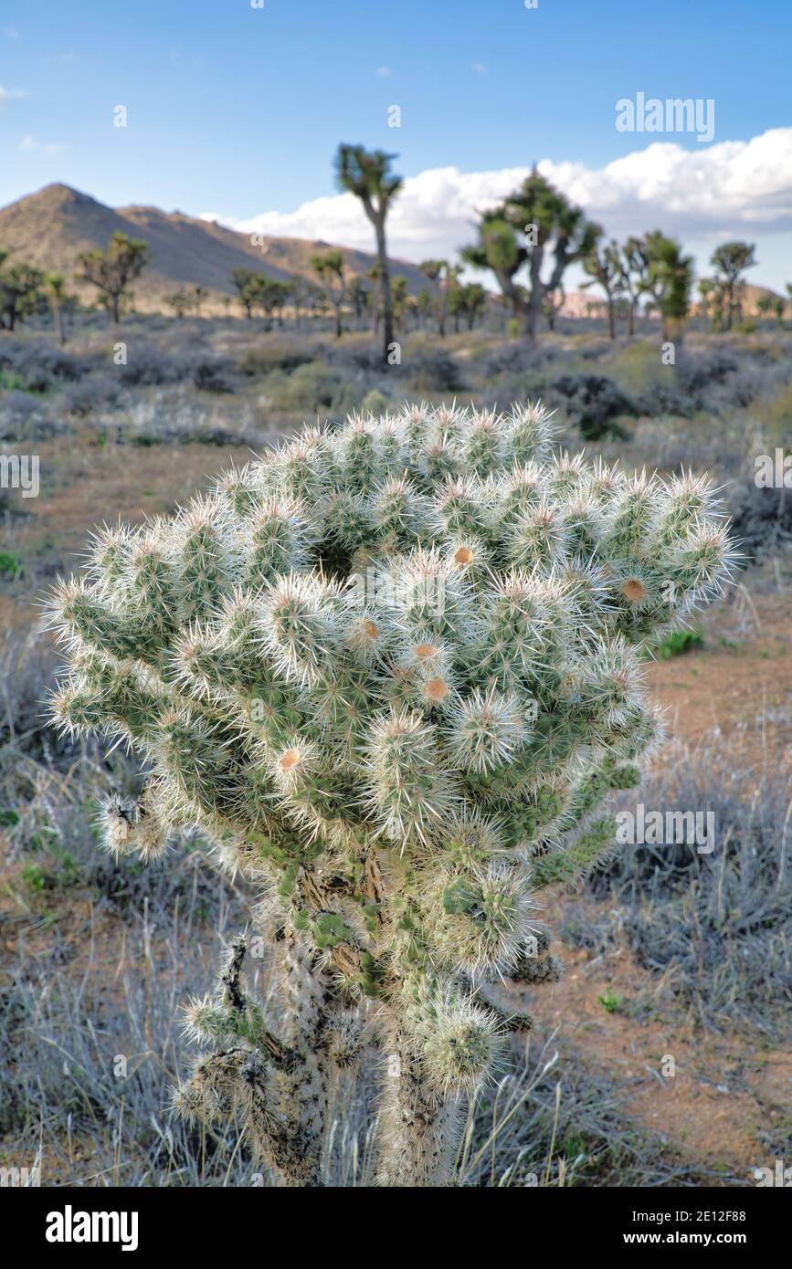 Yucca palms hi-res stock photography and images - Alamy