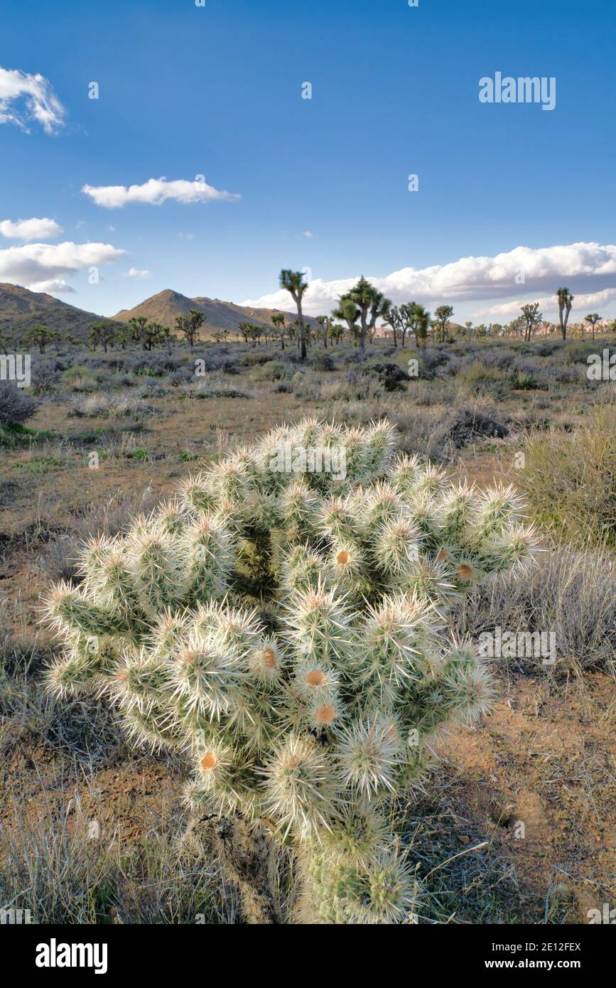 Thriving Joshua tree plant in the desert grassland at Joshua Tree ...