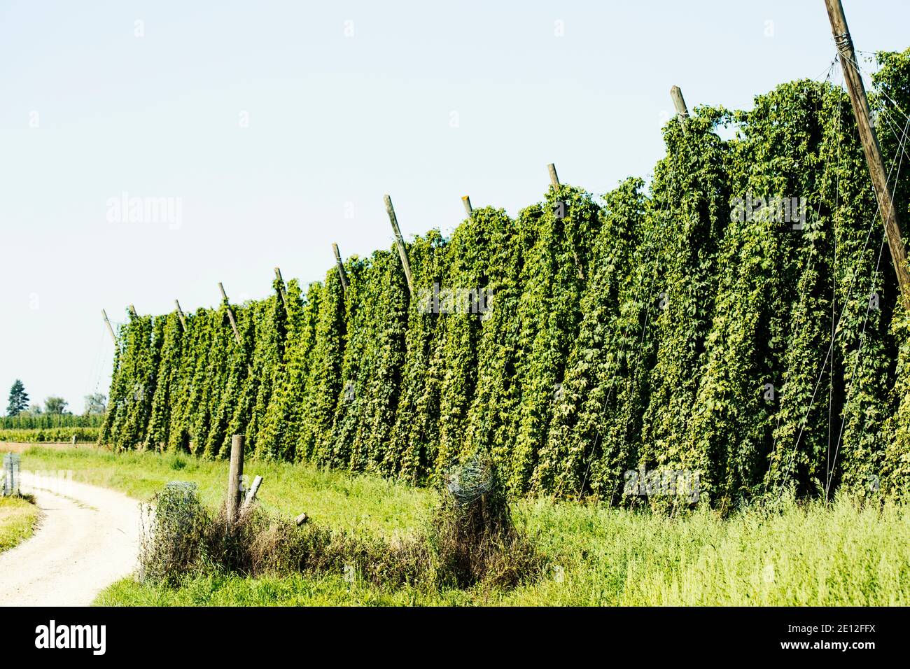 Field With Hop, Bavaria Stock Photo - Alamy
