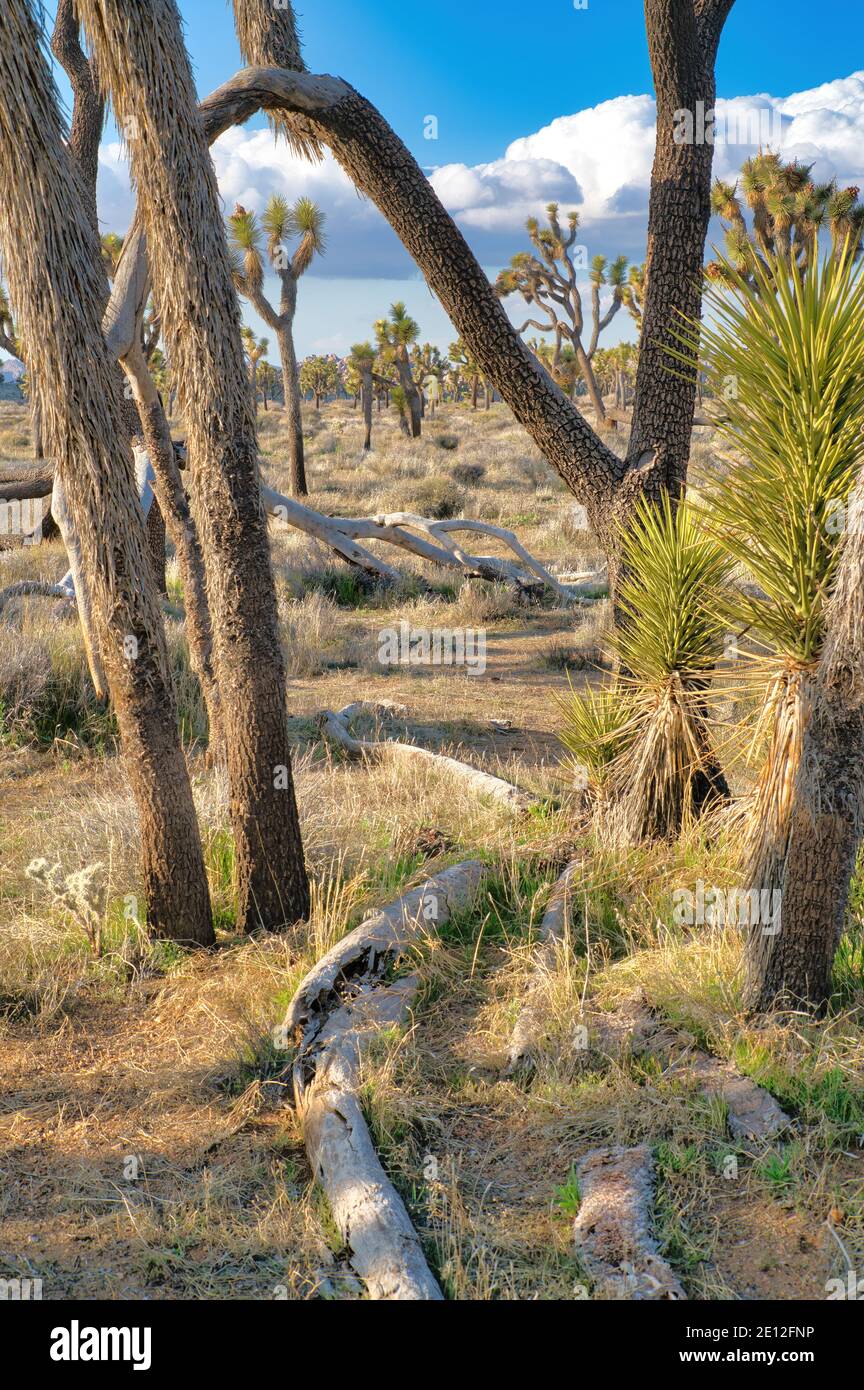 Joshua Tree National Park desert landscape with thriving Joshua tree ...