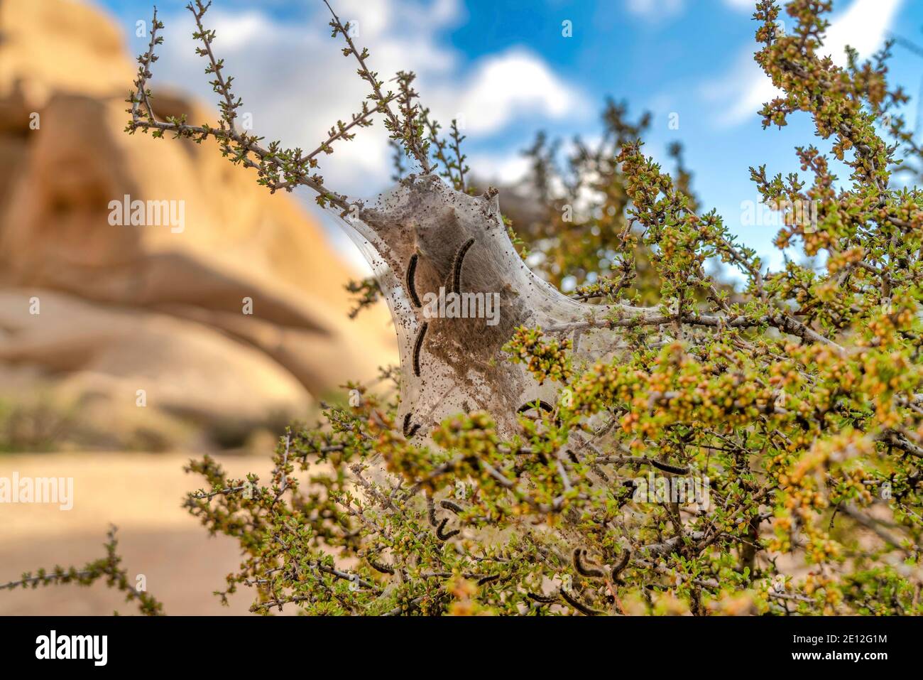 Yucca moth and plant hi-res stock photography and images - Alamy