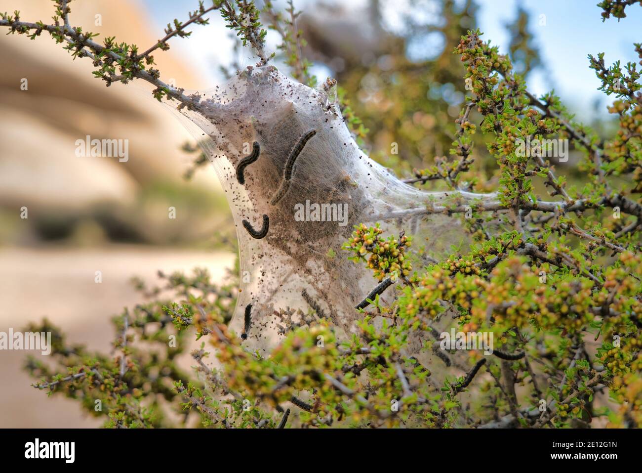 Caterpillar california desert hi-res stock photography and images - Alamy