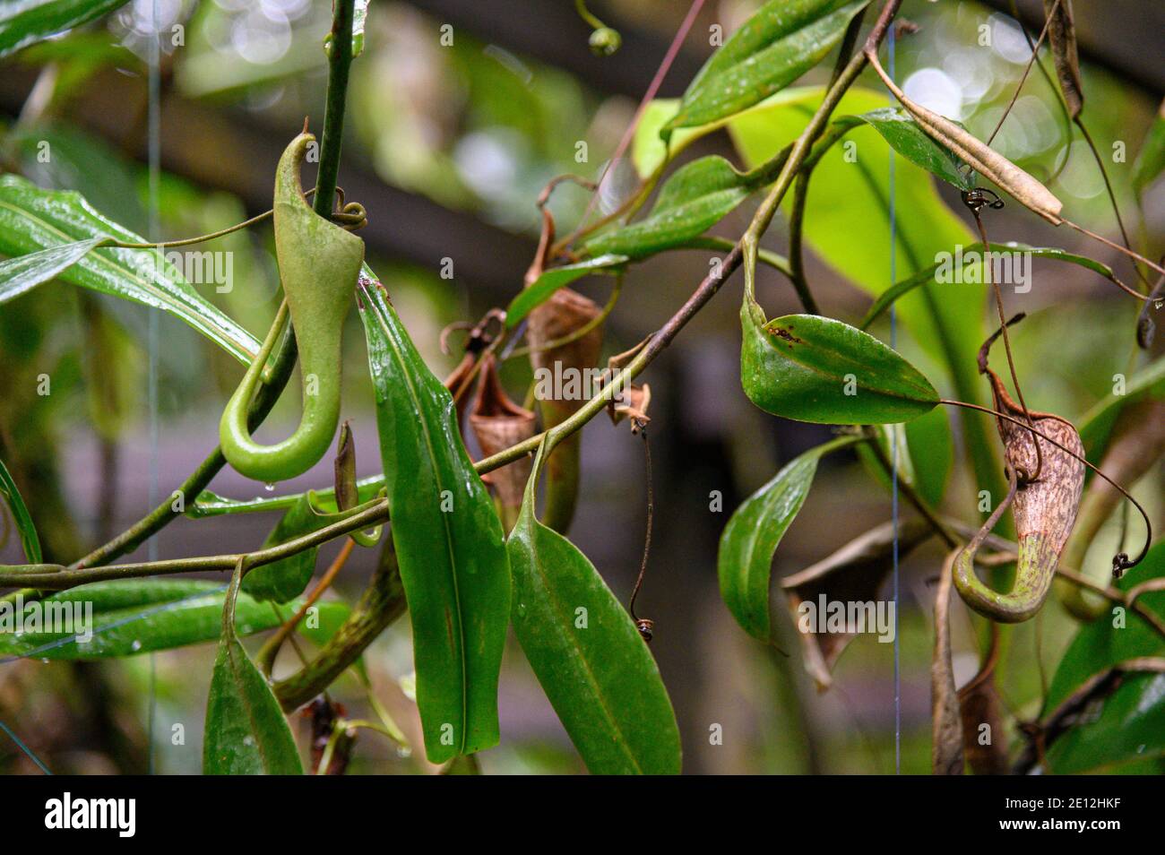 Common swamp pitcher plant hi-res stock photography and images - Alamy