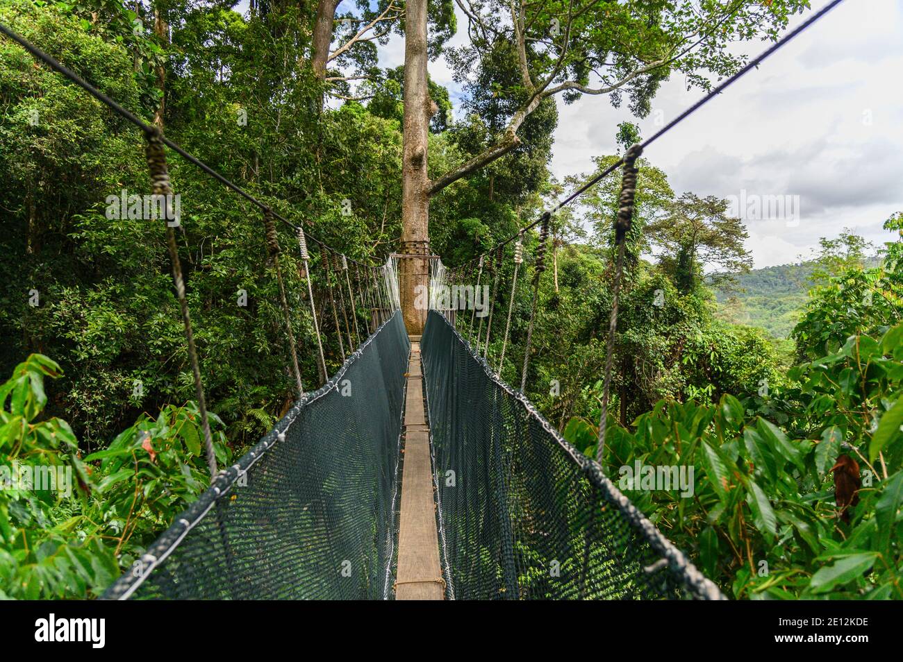 Suspended walkway through the Malaysia rainforest Stock Photo - Alamy