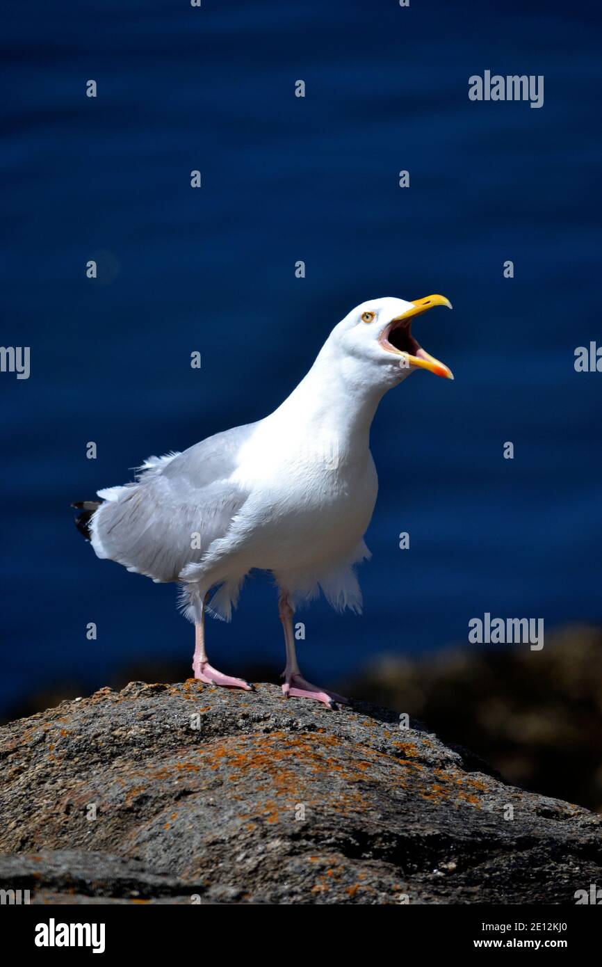 Cry of seagull hi-res stock photography and images - Alamy