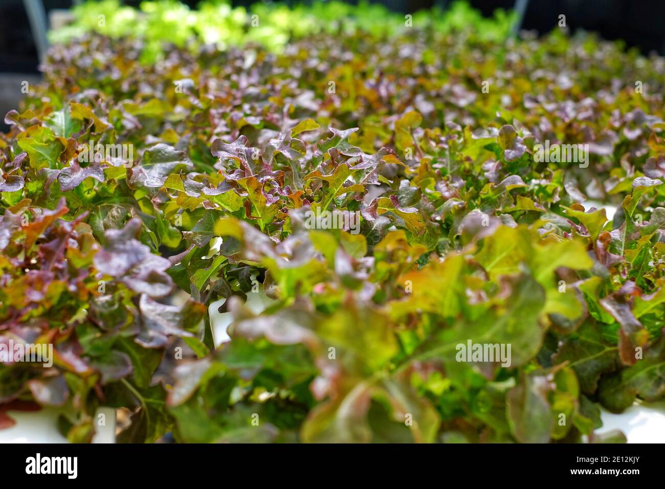 Organic hydroponic vegetable cultivation farm with rows and rows of ...