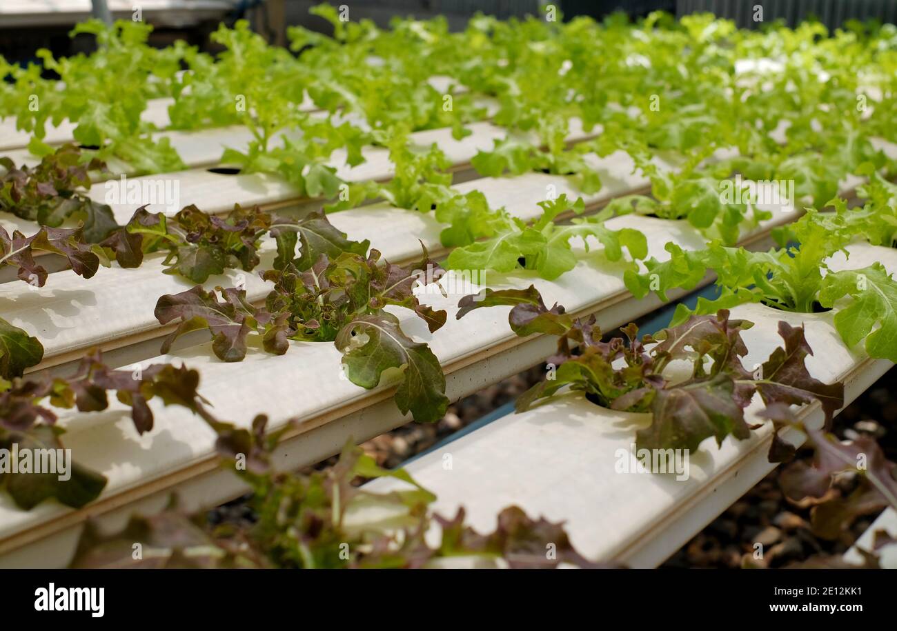 Organic hydroponic vegetable cultivation farm with rows and rows of ...