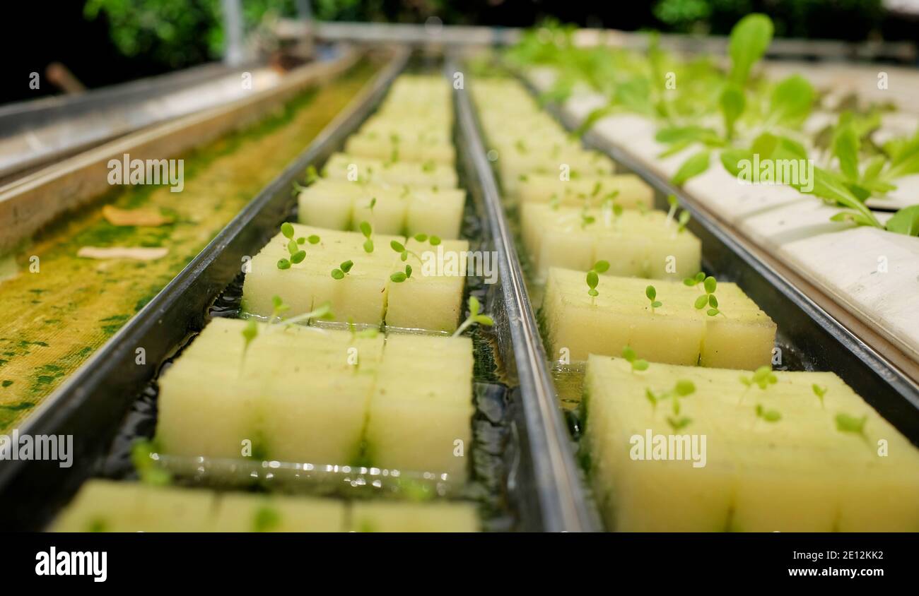 Seedling of lettuces being grown on white sponge cubes, at an organic ...