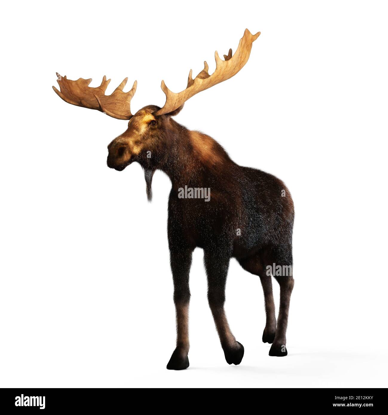 Digital 3D Illustration Of A Moose Stock Photo - Alamy