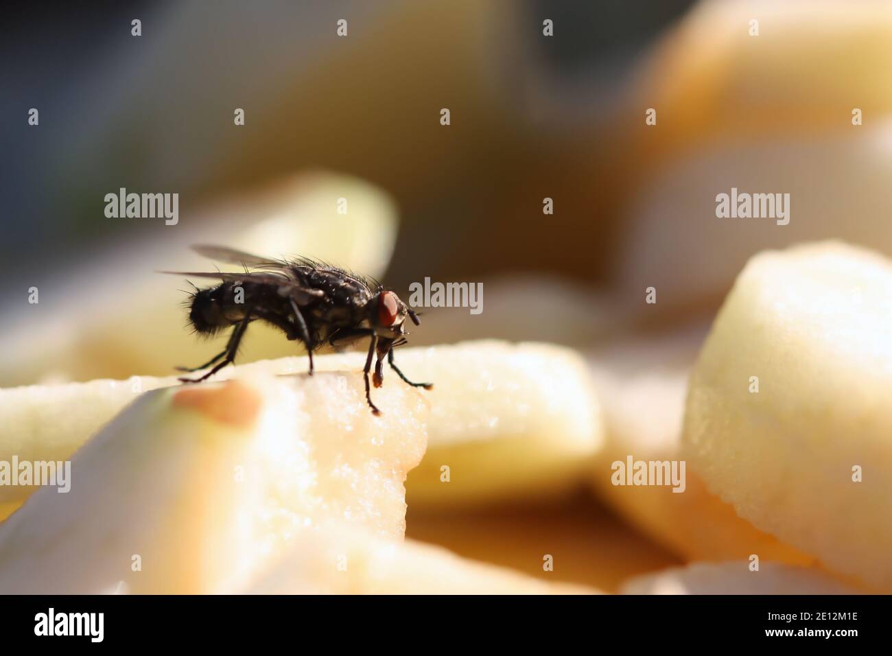 Fruit flies on apple hi-res stock photography and images - Alamy