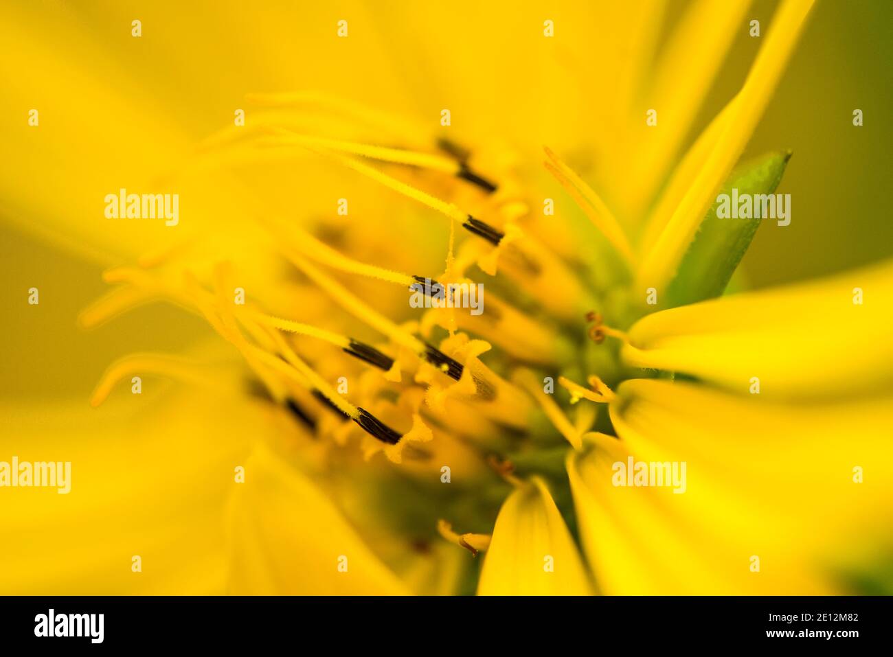 Yellow Flower Of A Compass Plant Stock Photo - Alamy