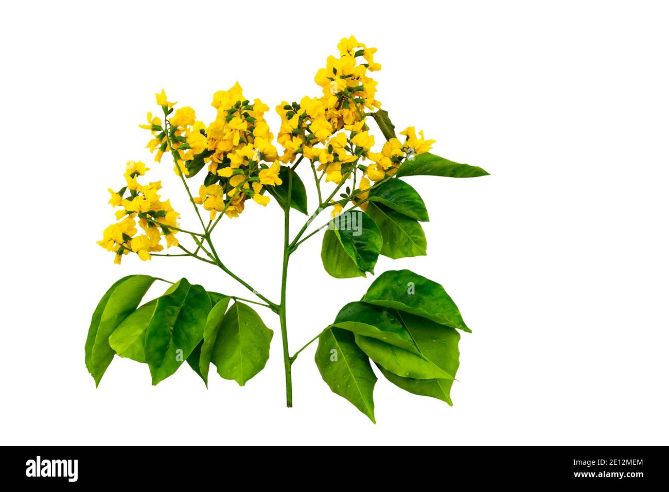 Padauk hi-res stock photography and images - Alamy