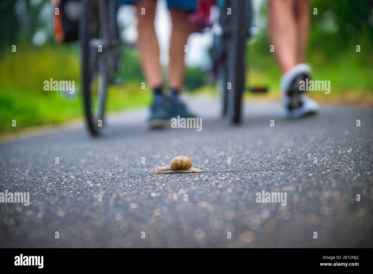 Snail, Cross, Path, Cyclist, Run, Push, Bicycles Stock Photo - Alamy