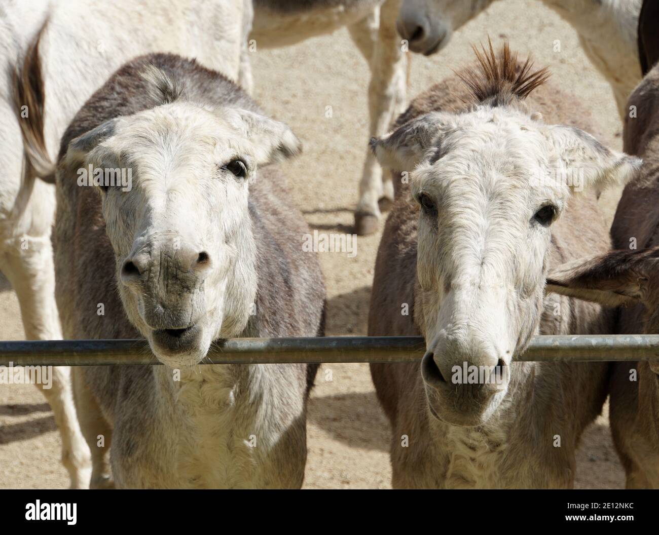 Donkey begging food hi-res stock photography and images - Alamy
