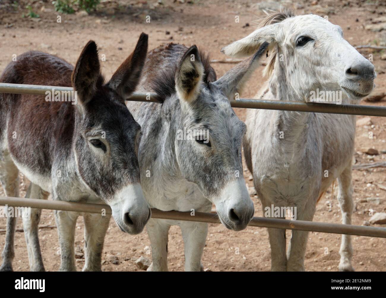 Three donkeys waiting to be fed at a farm Stock Photo - Alamy