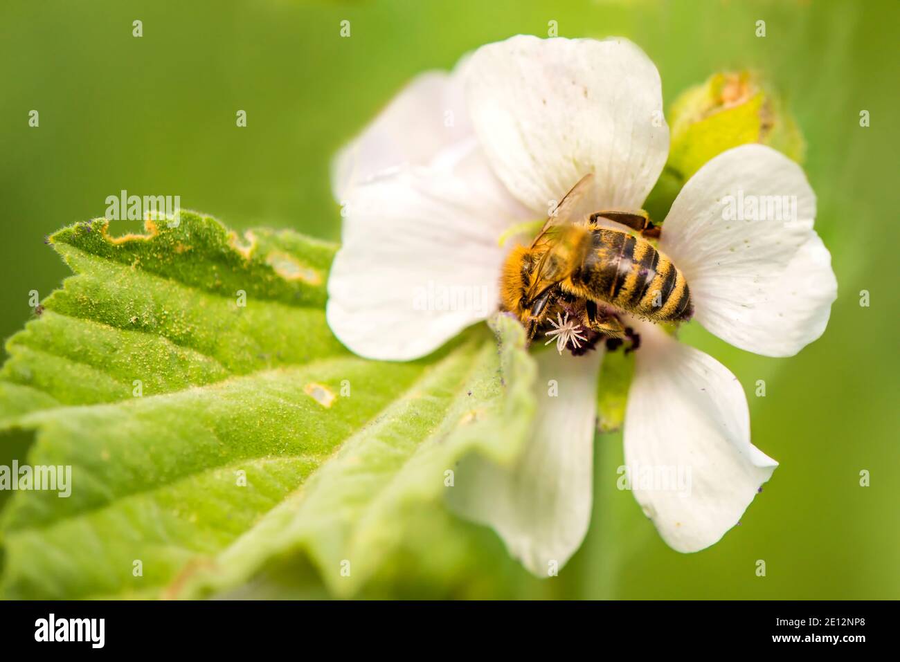 Honey Bee On A Flower Of A Marshmallow In Summer In Germany Stock Photo ...