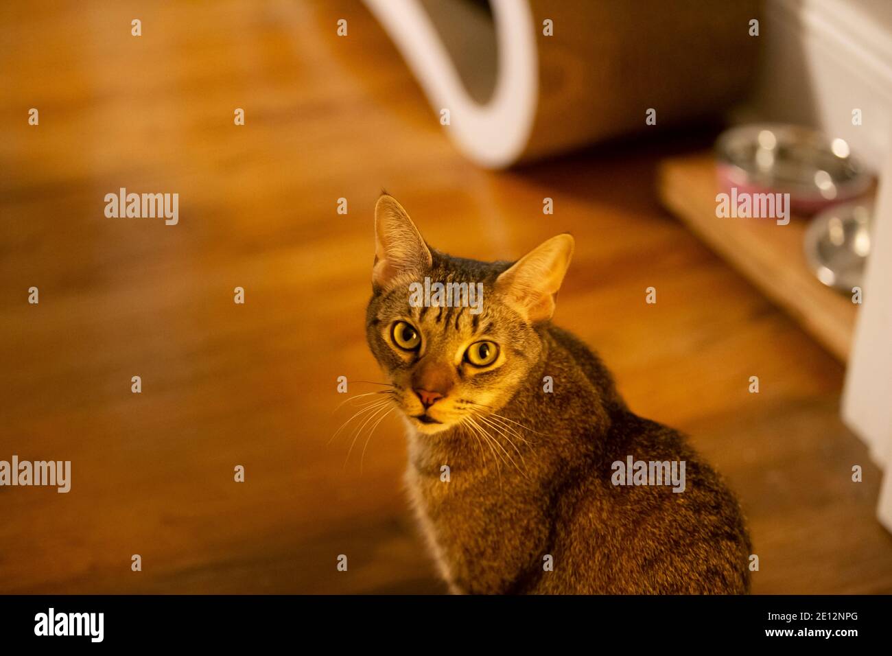 Portrait cat turning head camera hi-res stock photography and images ...