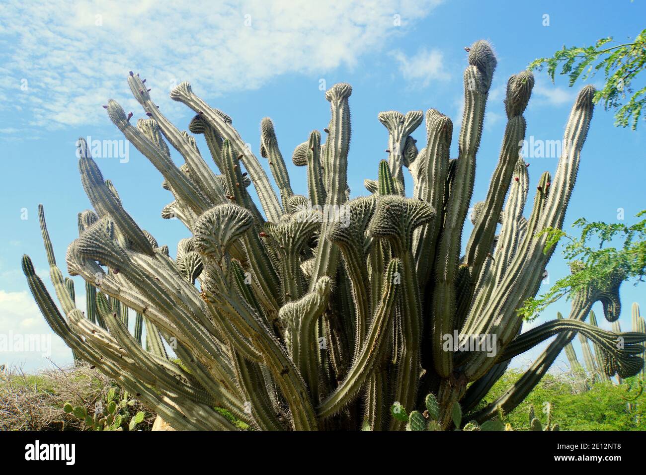 Cactus shapes and sizes hi-res stock photography and images - Alamy