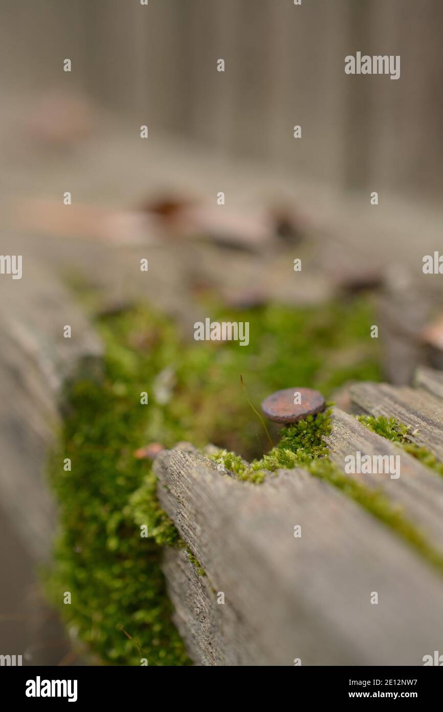 Moss growing on an old wood fence post Stock Photo - Alamy