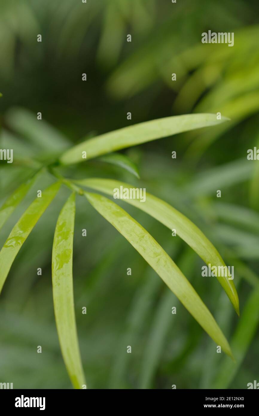 Podocarpus plum pine tree leaf close up Stock Photo - Alamy