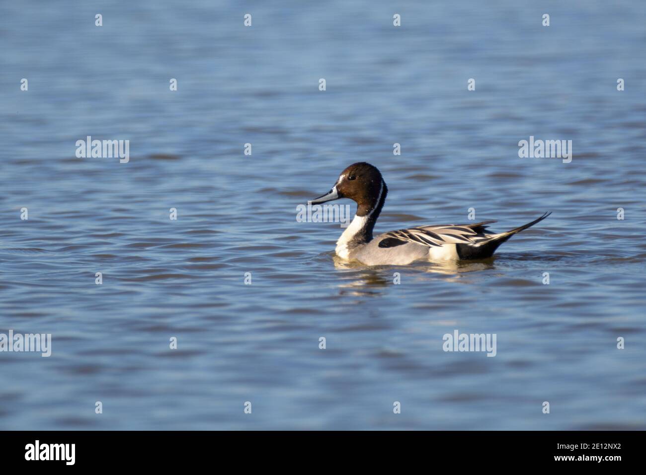 Male drake northern pintail duck swimming Stock Photo - Alamy