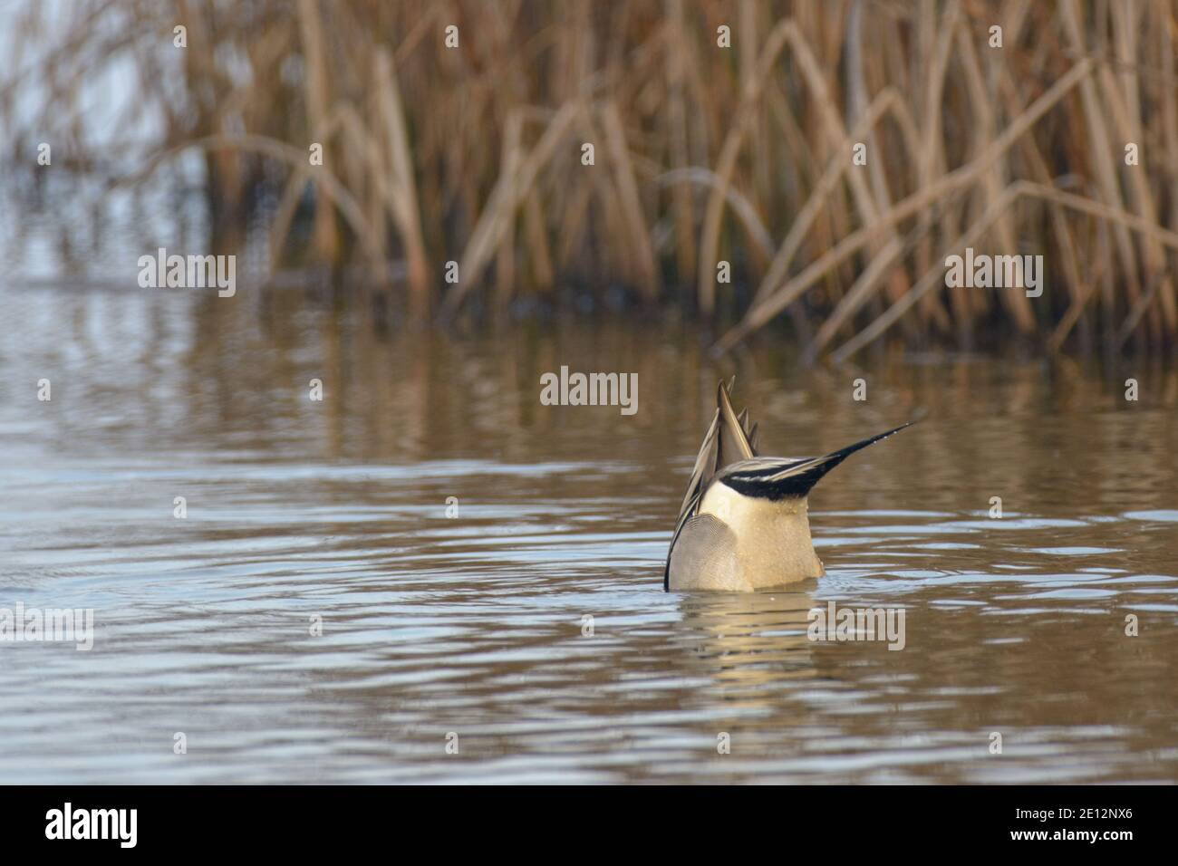 Drake northern pintail feeding hi-res stock photography and images - Alamy