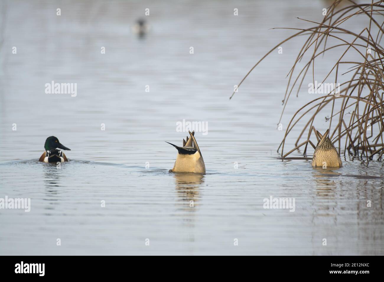 Drake northern pintail feeding hi-res stock photography and images - Alamy