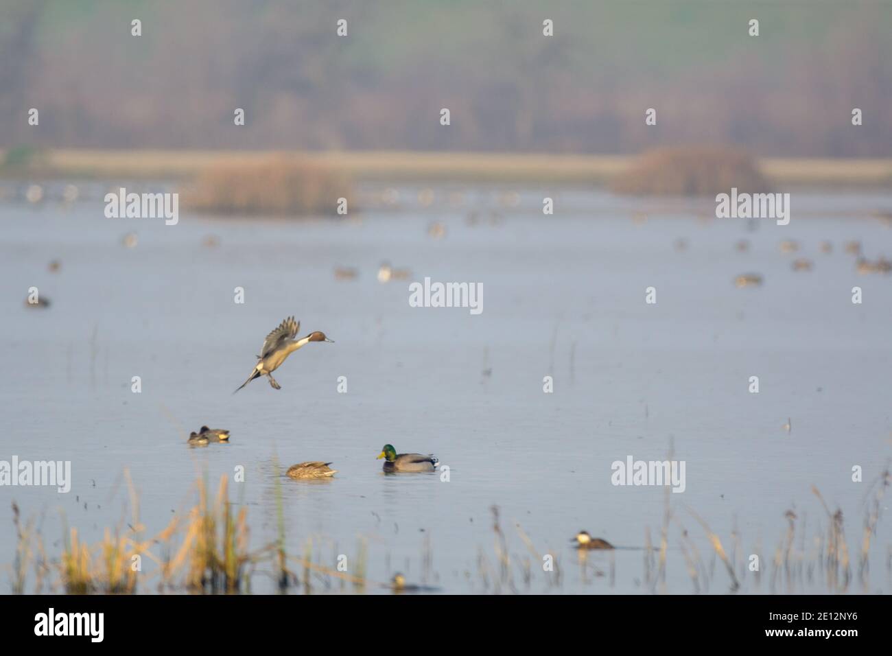 Northern pintail drake duck landing in wetland water Stock Photo - Alamy