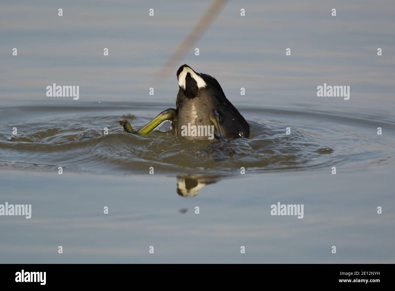 Duck feet underwater hi-res stock photography and images - Alamy