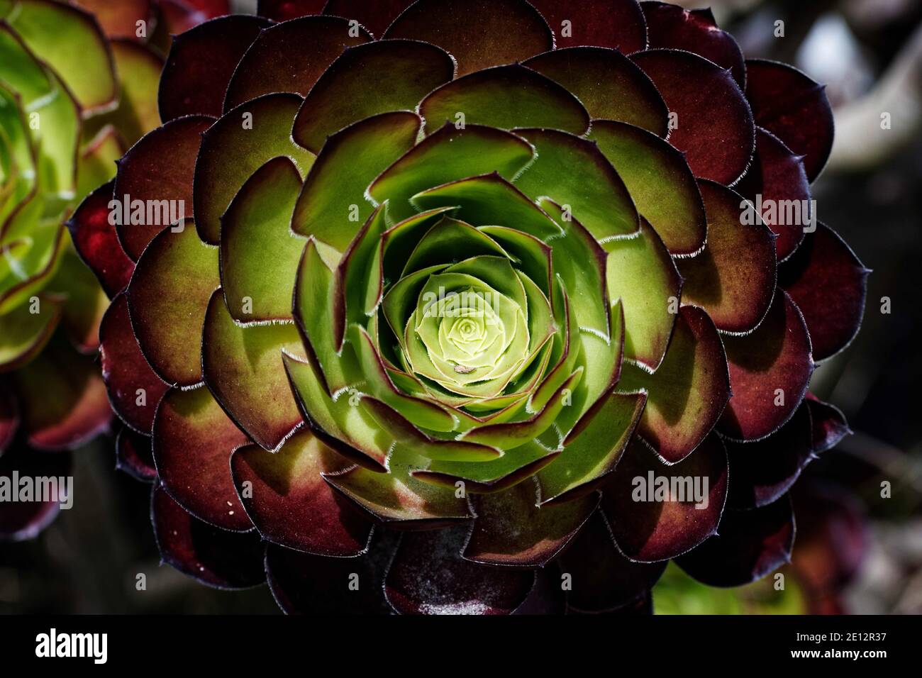 Irish rose hi-res stock photography and images - Alamy