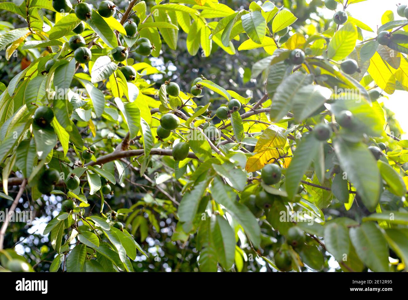 Guava Trees and guava fruits Stock Photo - Alamy