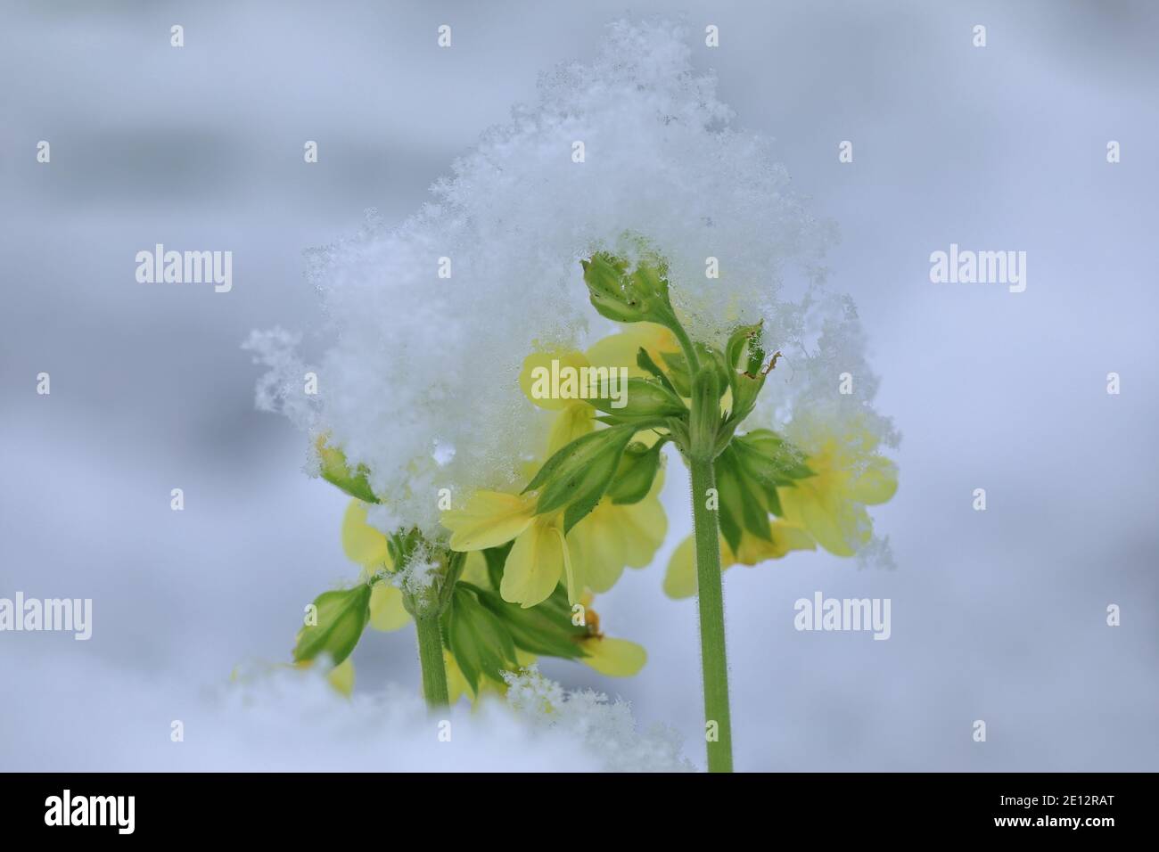 True cowslip hi-res stock photography and images - Alamy